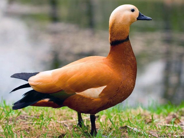 brahminy ducks – Contemporology