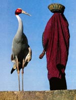 sarus crane and human – Contemporology